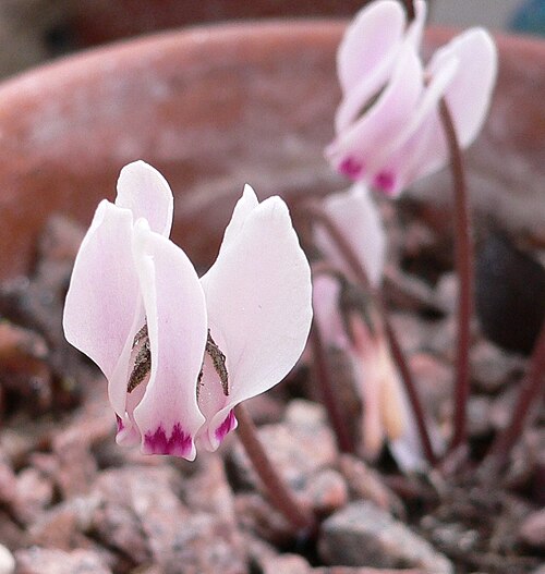 Nature’s Medicine Chest: Three Native Cypriot Botanicals for Healing ...